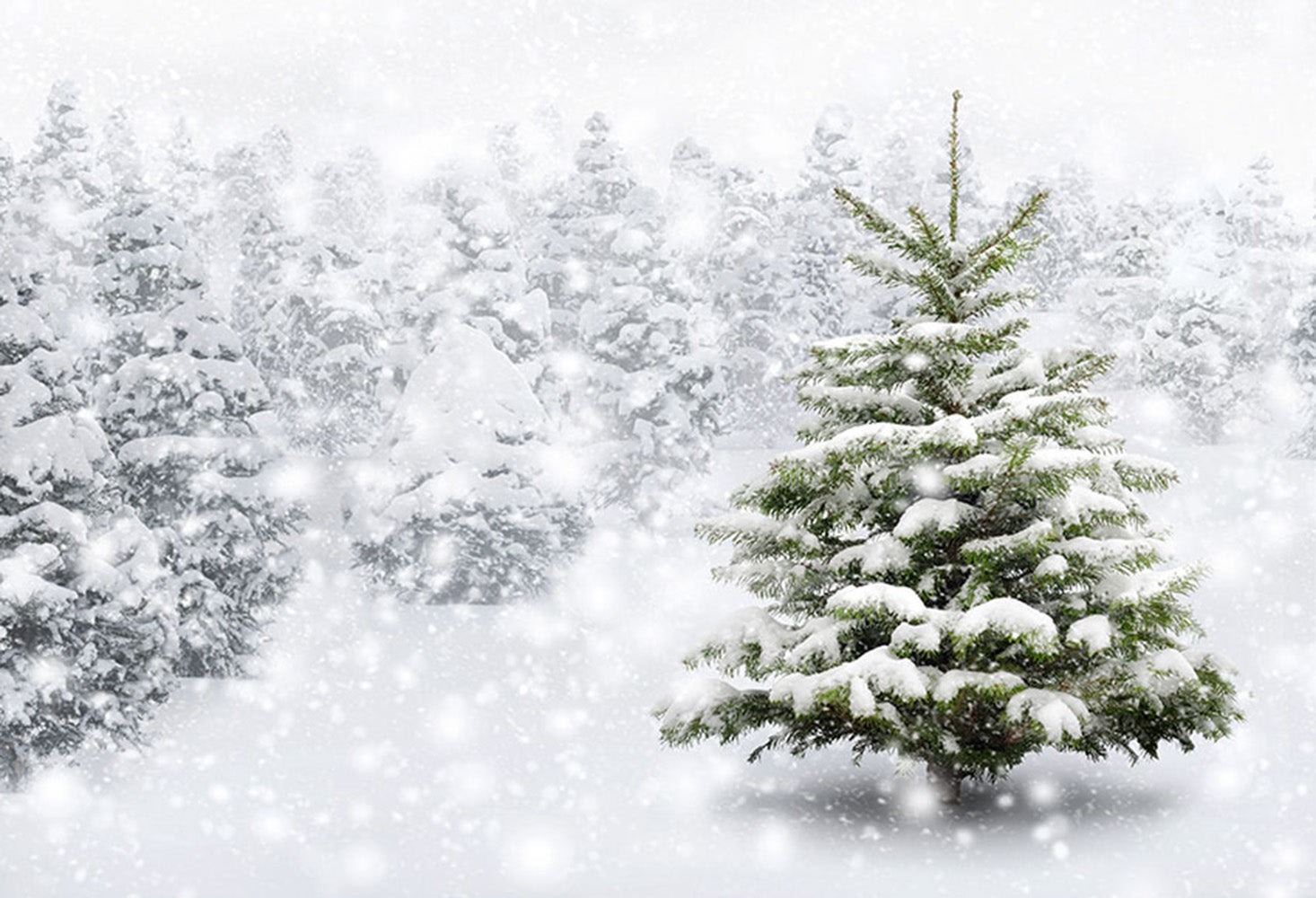 Winter Snow Tree Backdrop White Christmas Photography Backdrop Snow Sc ...